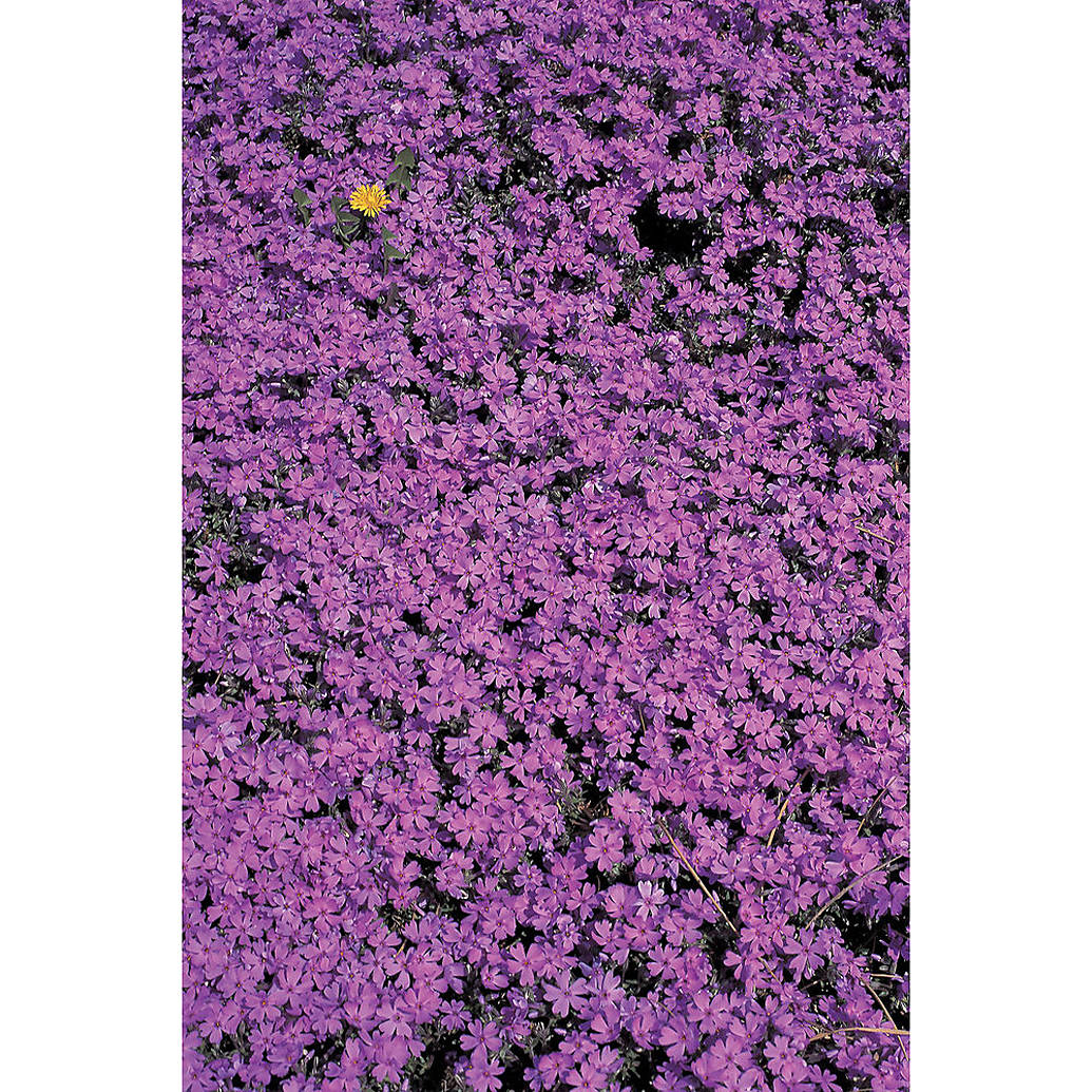 Savage 5x7 Purple Flower Bed Printed Vinyl Background