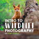 Intro to Wildlife Photography with Bobby Stormer