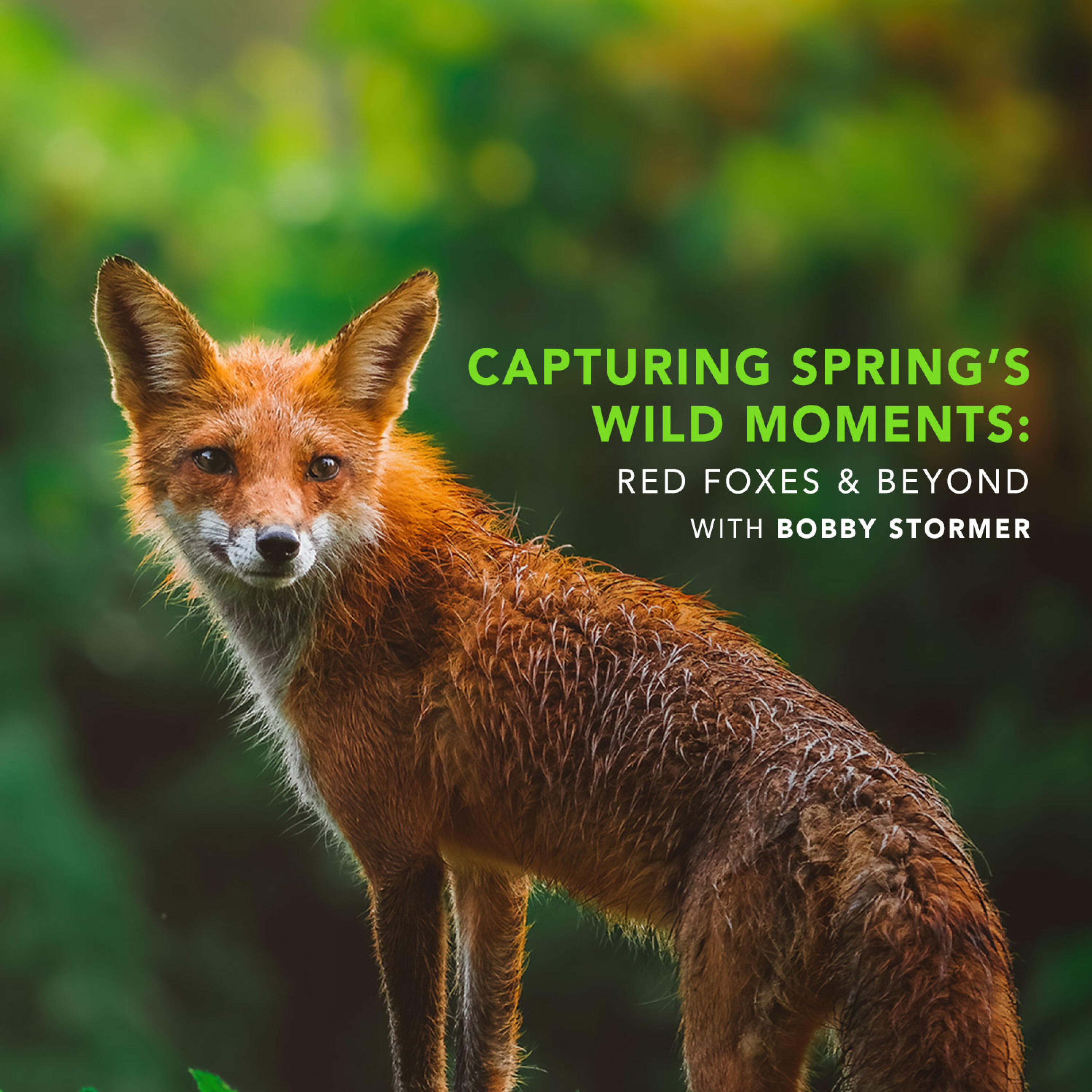 Capturing Springs Wild Moments with Bobby Stormer