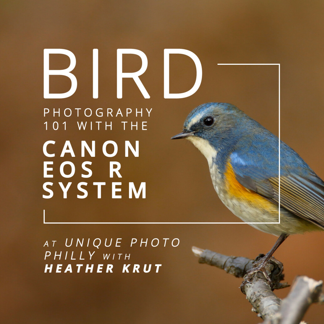 *FREE RSVP* Bird Photography 101 with the Canon EOS R System (Philly)